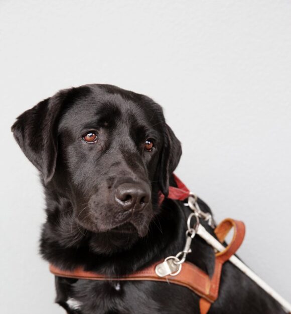 Why partner with us? - Guide Dogs Australia