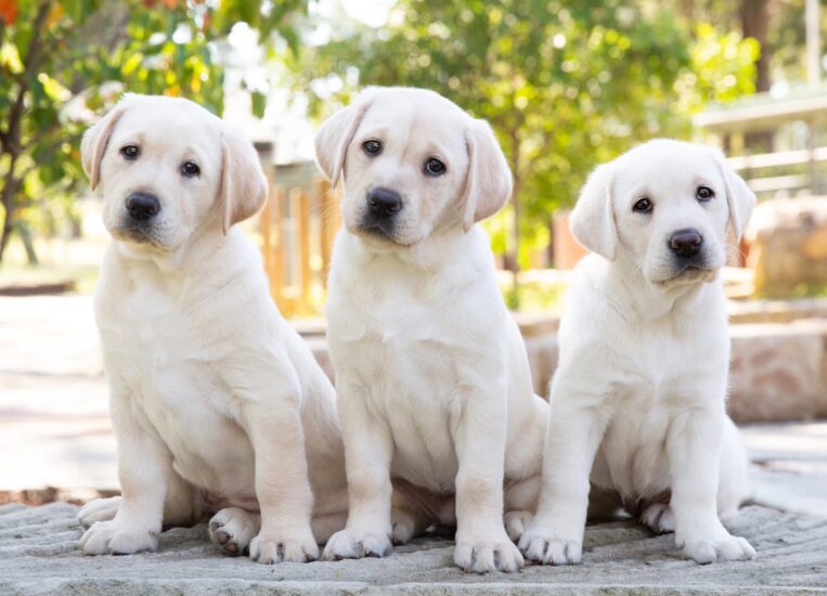 Our dogs - Guide Dogs Australia