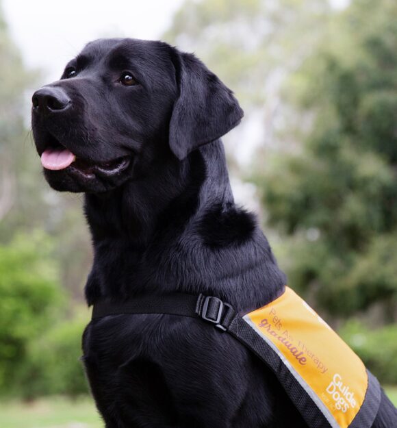Oisin's story - Guide Dogs Australia