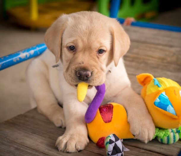 Shop - Guide Dogs Australia