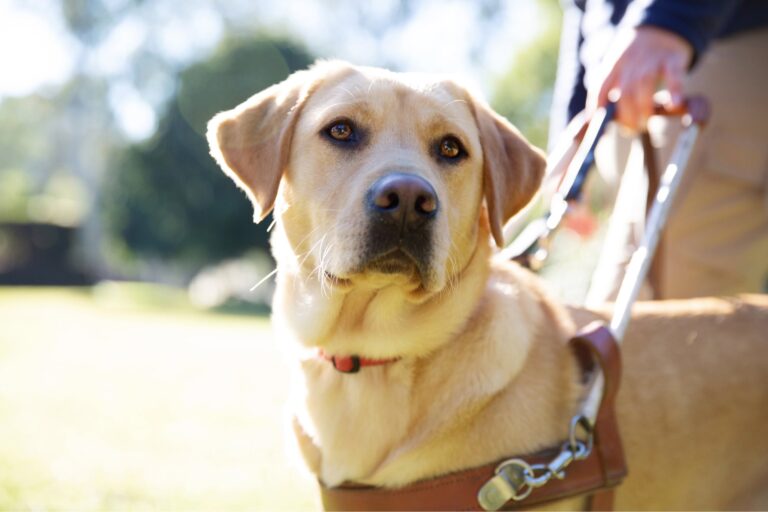 Guide Dog training and matching - Guide Dogs Australia