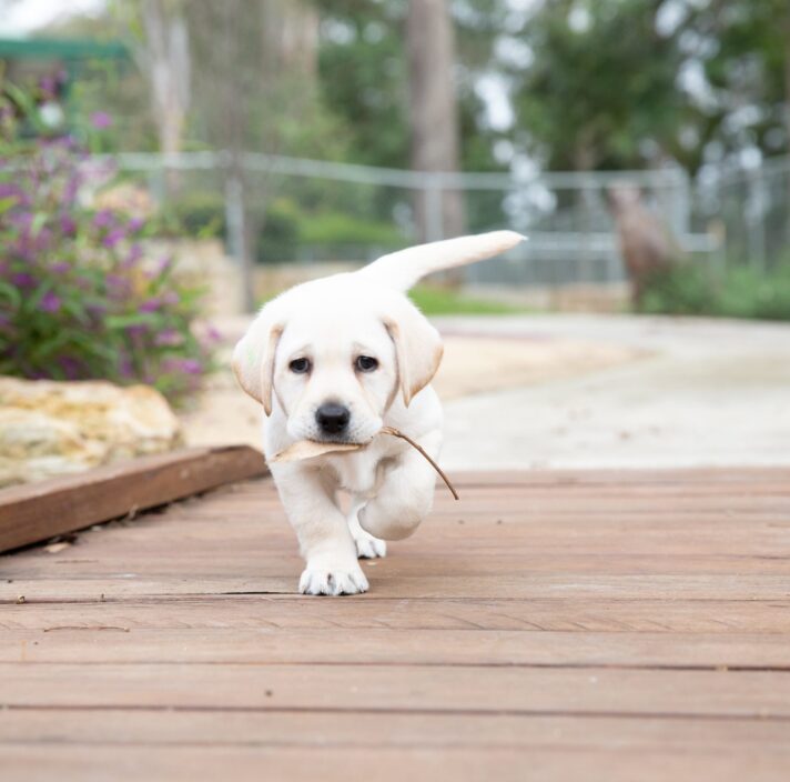 Shop - Guide Dogs Australia