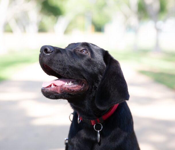 Who is Guide Dogs Australia? - Guide Dogs Australia