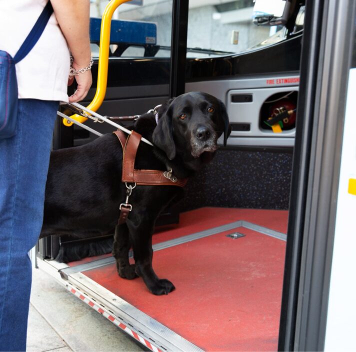 Guide Dog training and matching - Guide Dogs Australia
