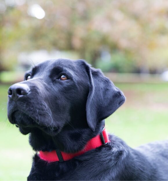 Guide Dog training and matching - Guide Dogs Australia