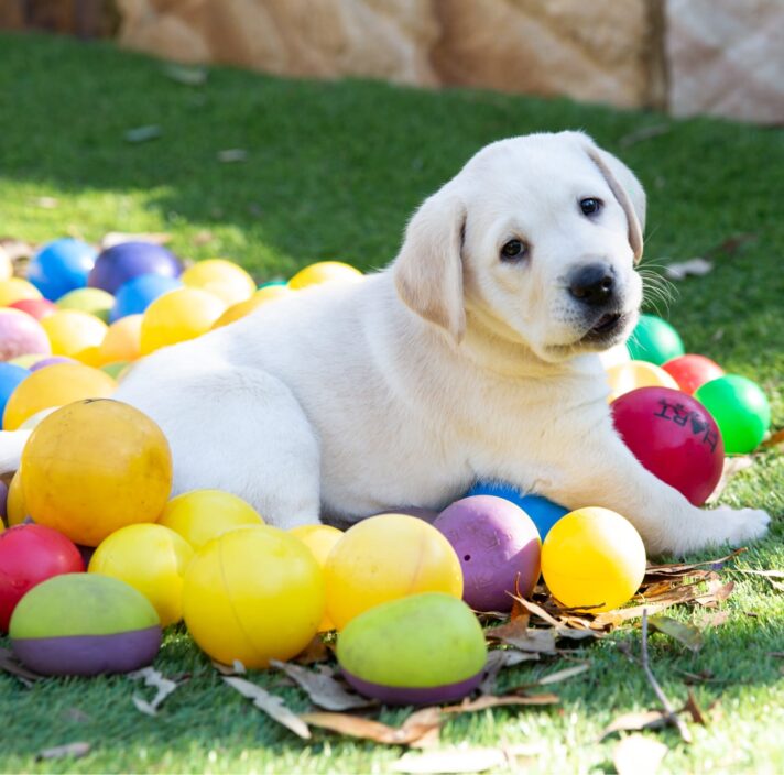 Guide Dog Puppy Raising | Become a Foster Carer Today