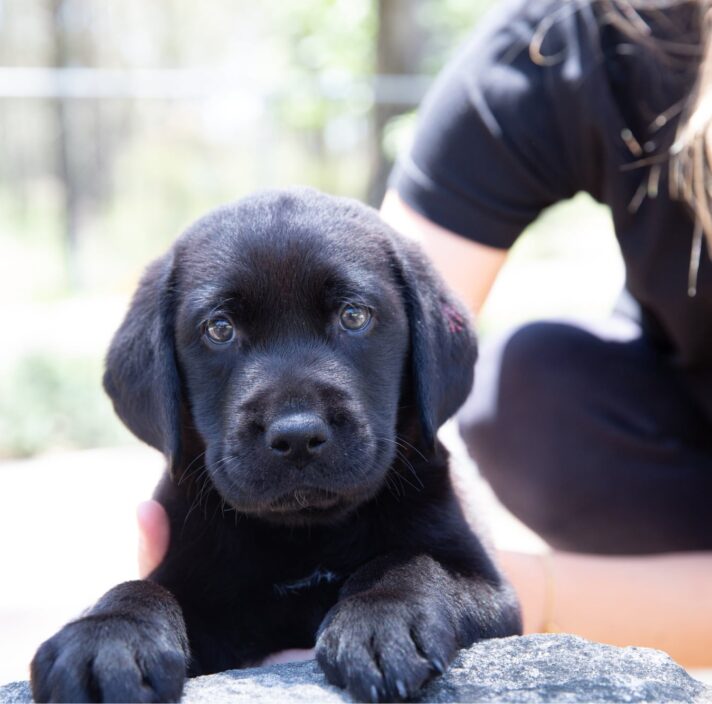 Regular Giving - Guide Dogs Australia