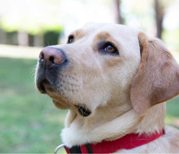 Autism Assistance Dogs - Guide Dogs Australia