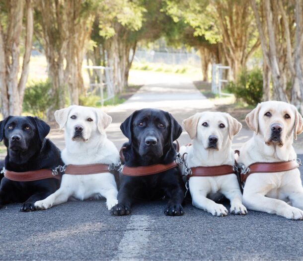 International Guide Dog Day 2025 - Guide Dogs Australia