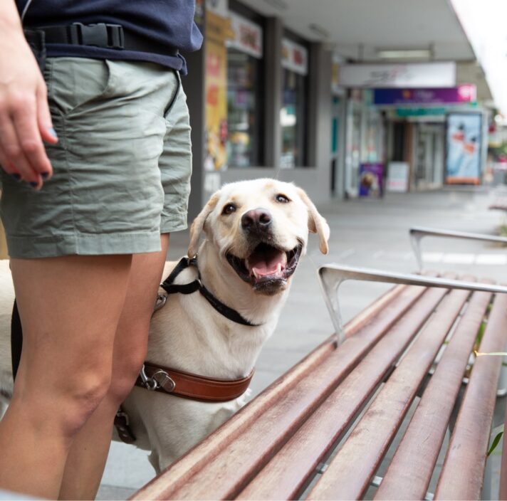 Guide Dog training and matching - Guide Dogs Australia