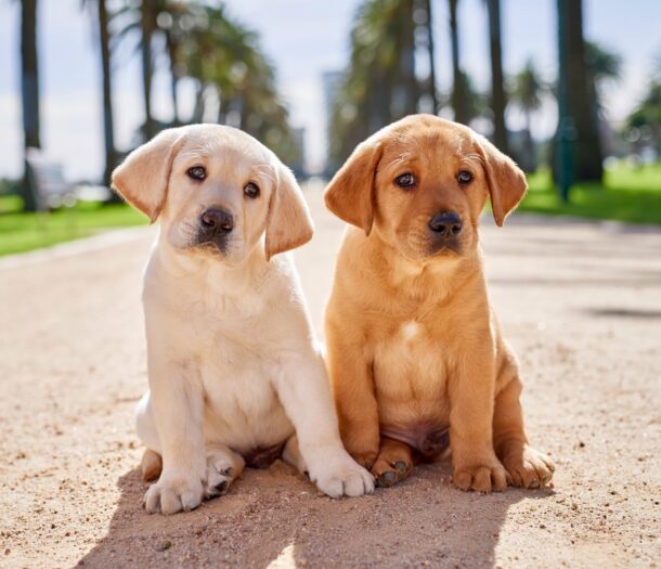 About our puppies - Guide Dogs Australia