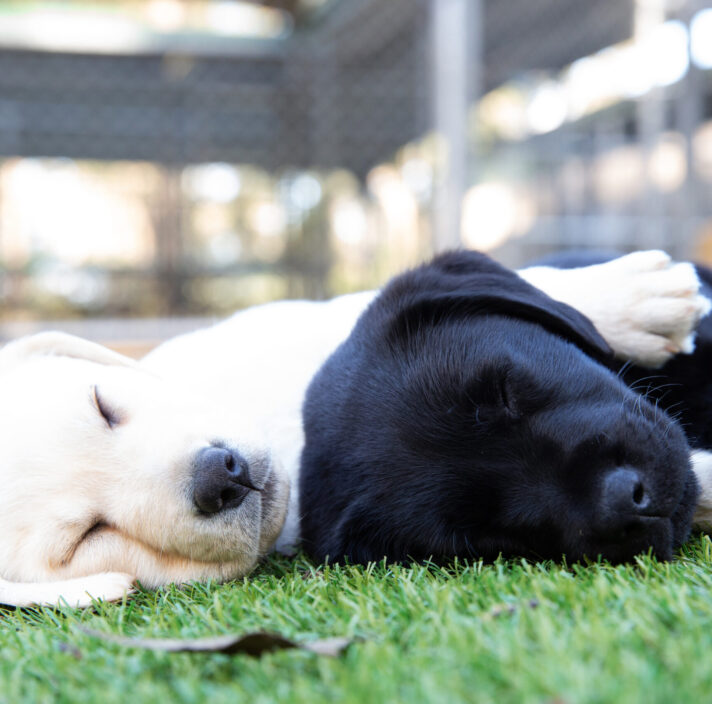 Guide Dogs Australia
