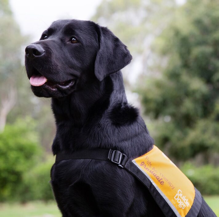 Guide Dogs Pet Insurance - Guide Dogs Australia