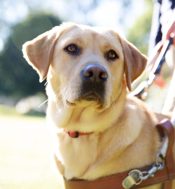 International Guide Dogs Day 2021 - Guide Dogs Australia