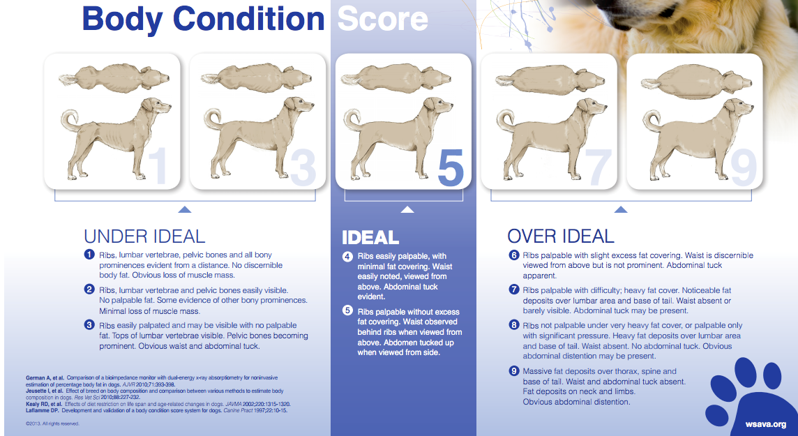 Obesity in dogs – causes, consequences and prevention. - Guide Dogs ...
