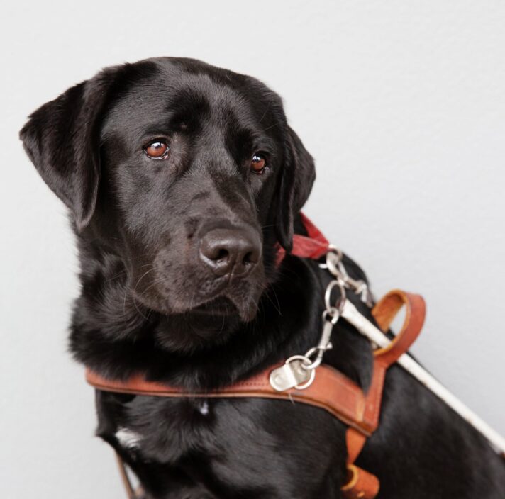 About Us - Guide Dogs Victoria