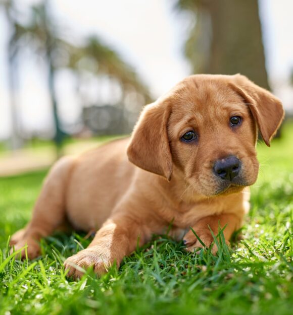 Learn More About Our Dogs - Guide Dogs Victoria Learn More About Our Dogs - Guide Dogs Victoria