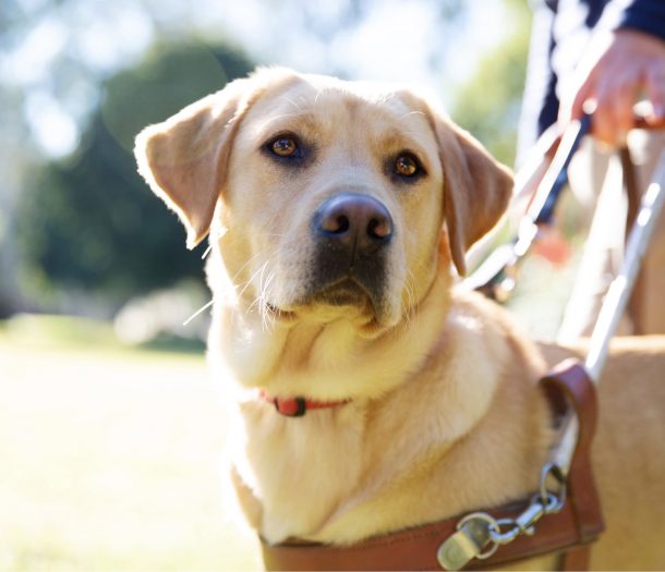 Statement from Guide Dogs Victoria - Guide Dogs Victoria