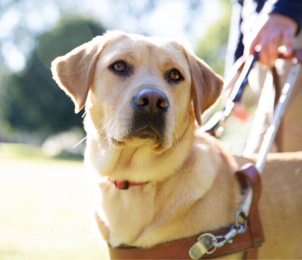Guide Dog Mobility Services & Training – Guide Dogs Victoria