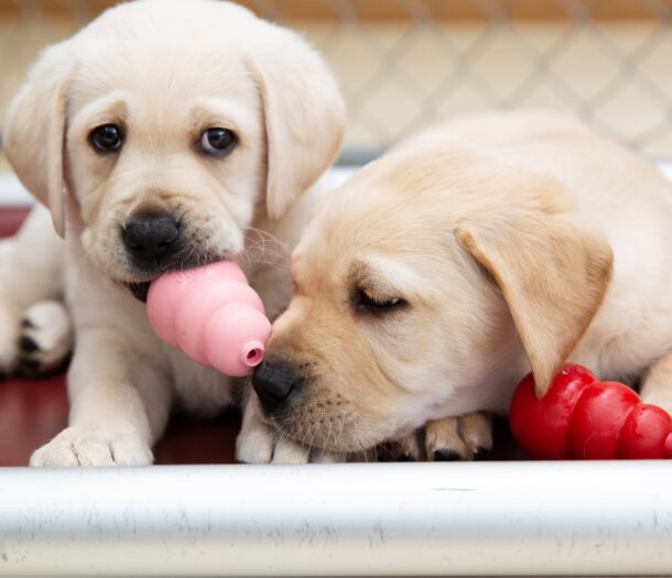 Donate To Guide Dogs | Guide Dogs Victoria