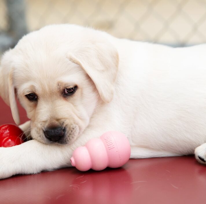 Become a Guide Dogs Puppy Raiser - Guide Dogs Victoria