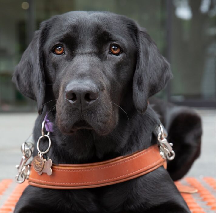 Guide Dog Access Rights and Rules - Guide Dogs Victoria