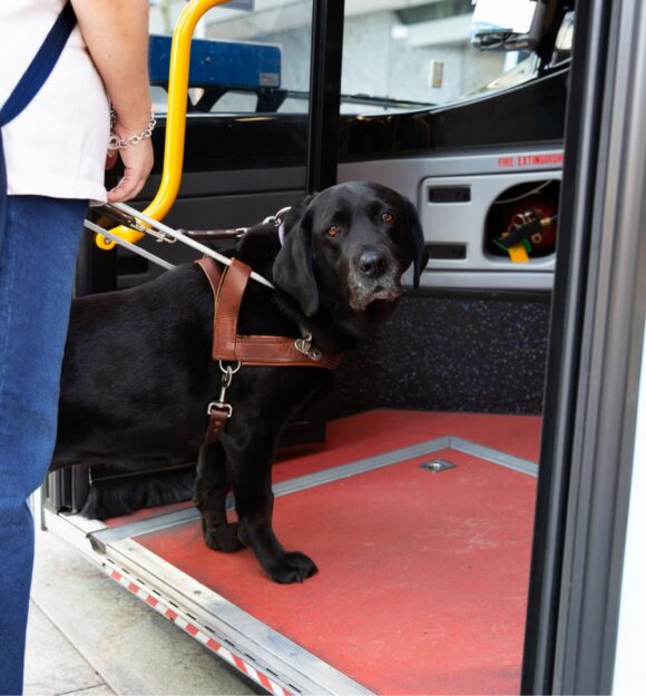Support Services for Low Vision Adults - Guide Dogs Victoria