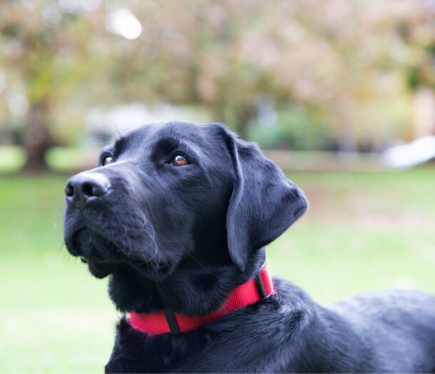 Guide Dog Etiquette and Interaction Tips - Guide Dogs Victoria