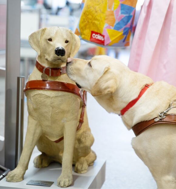Collection Dog - Host a Collection Dog - Guide Dogs Victoria