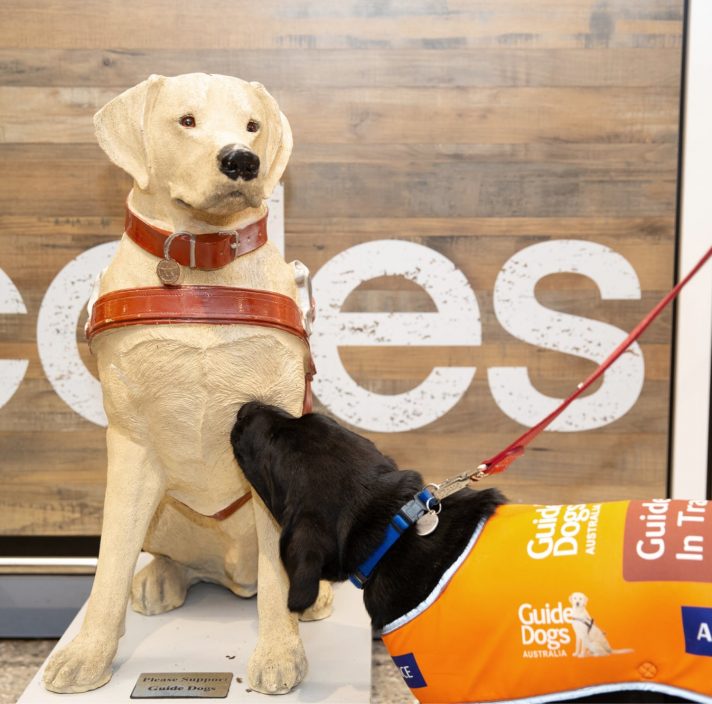 Guide Dogs Volunteering Program - Guide Dogs Victoria