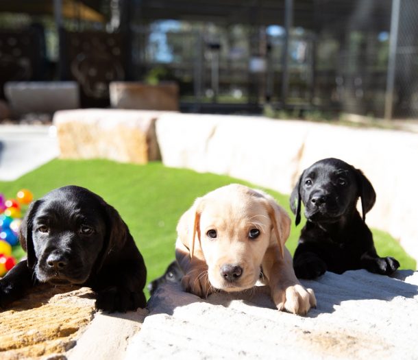 Our facilities - Guide Dogs Victoria