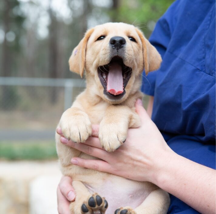 Become a Guide Dogs Puppy Raiser - Guide Dogs Victoria