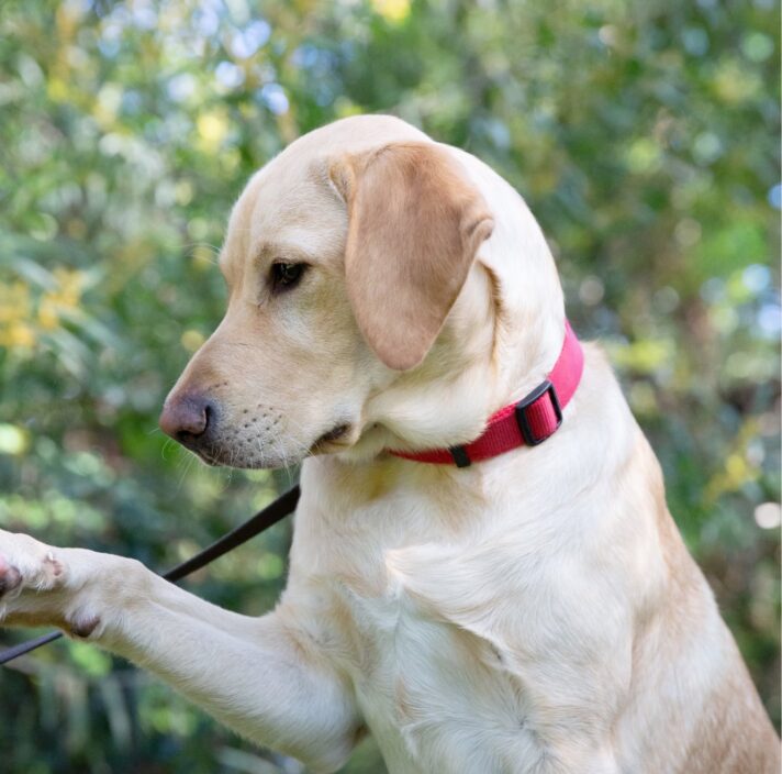 Publications and Newsletters - Guide Dogs Victoria