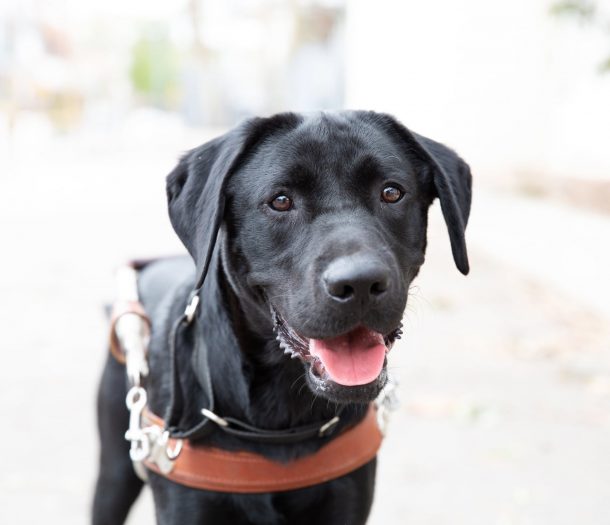 Guide Dogs Victoria Raffle - Guide Dogs Victoria