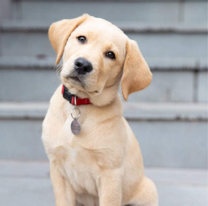 Guide Dogs Victoria Raffle - Guide Dogs Victoria