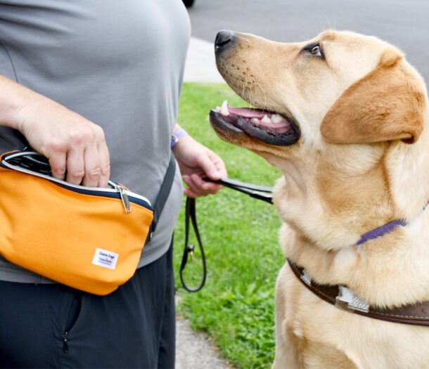Guide Dogs Rewards-Based Training - Guide Dogs Victoria