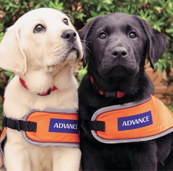 Learn More About Our Dogs - Guide Dogs Victoria