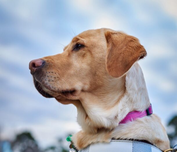 History - Guide Dogs Victoria