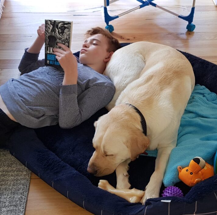 Bruno - Guide Dogs Victoria