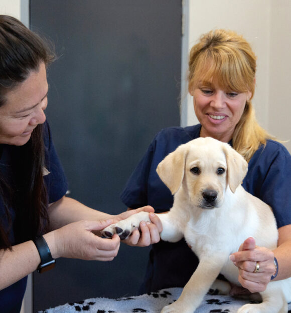 Guide Dog Tales Spring 2022 - Guide Dogs Victoria