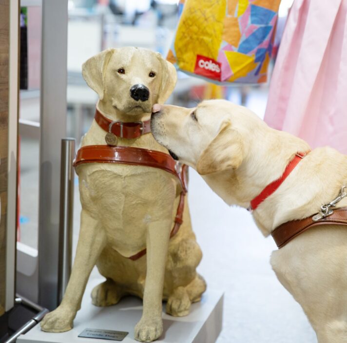 Guide Dogs Volunteering Program - Guide Dogs Victoria
