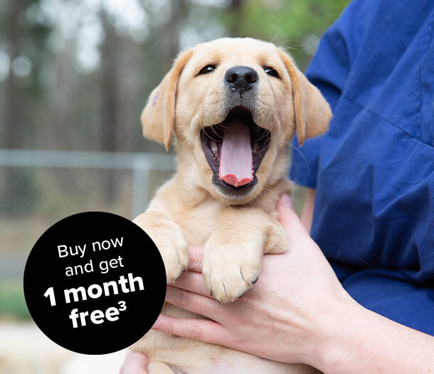 Pet Insurance for Dogs and Cats - Guide Dogs Victoria