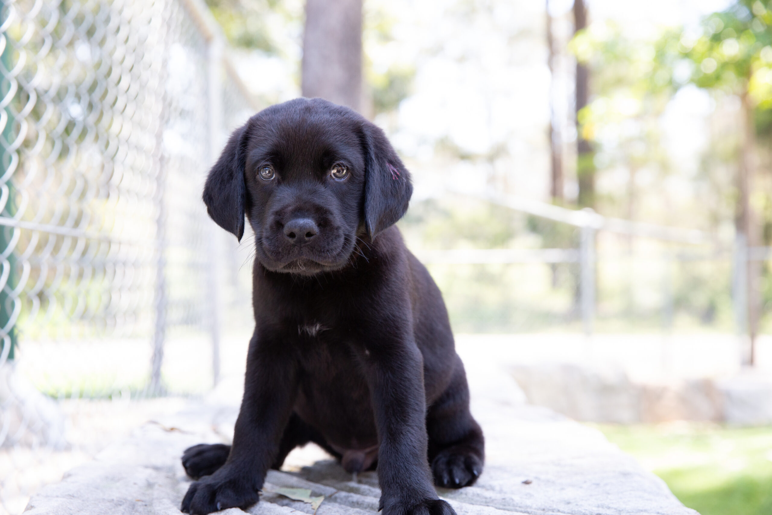 Guide Dog Tales Autumn 2023 - Guide Dogs Victoria