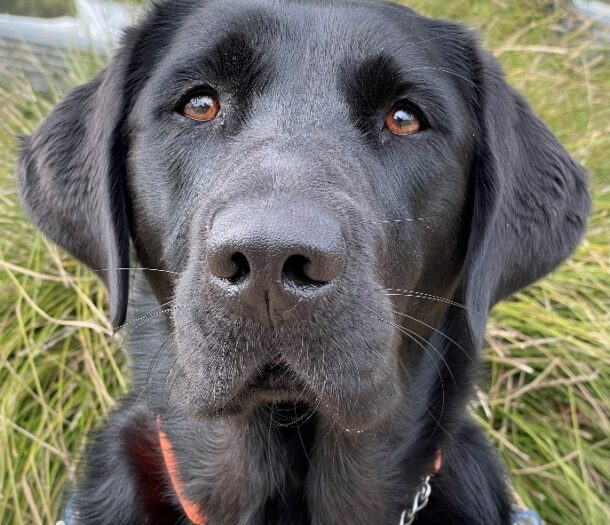 Dottie's Journey - Guide Dogs Victoria