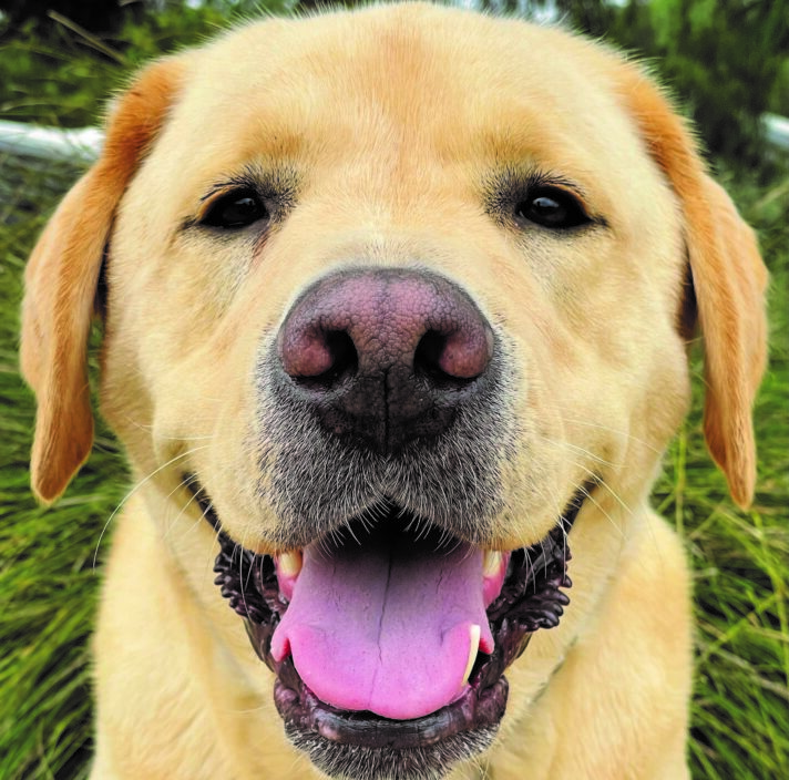 Guide Dog Tales Autumn 2023 - Guide Dogs Victoria