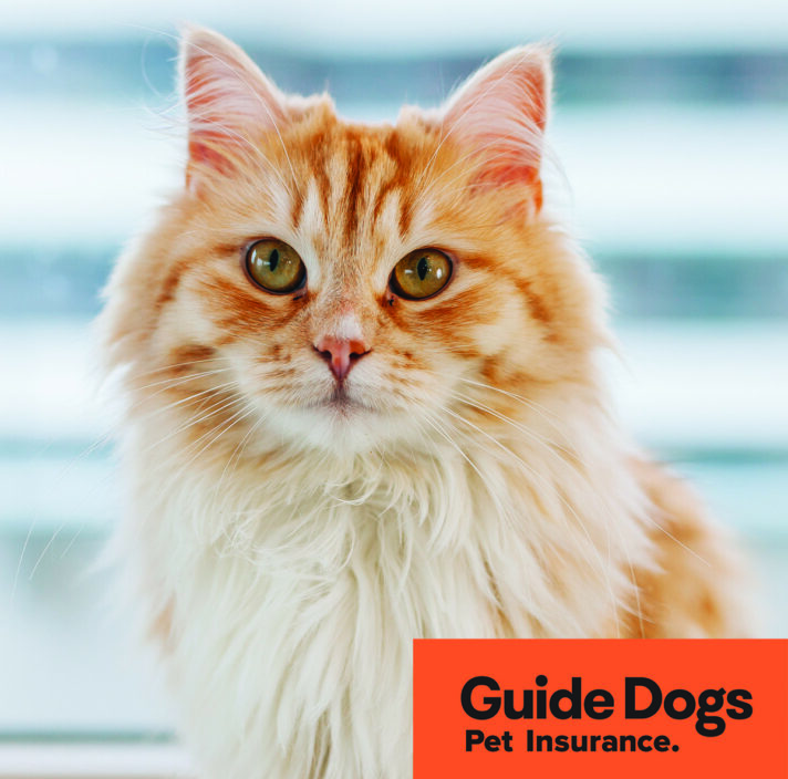 Guide Dog Tales Winter 2023 - Guide Dogs Victoria