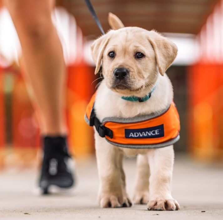 Contact us - Guide Dogs Victoria