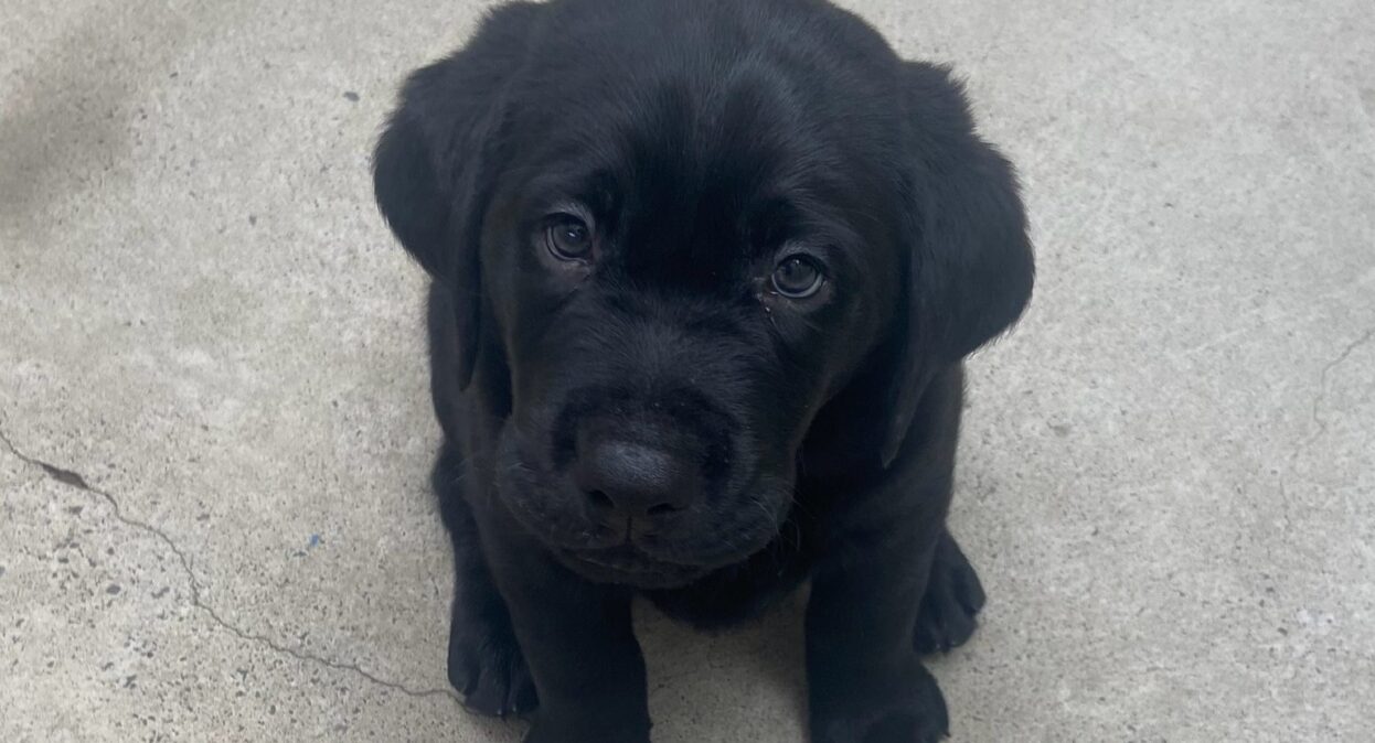Monthly Giving - Guide Dog Puppy Sponsorship | Victoria