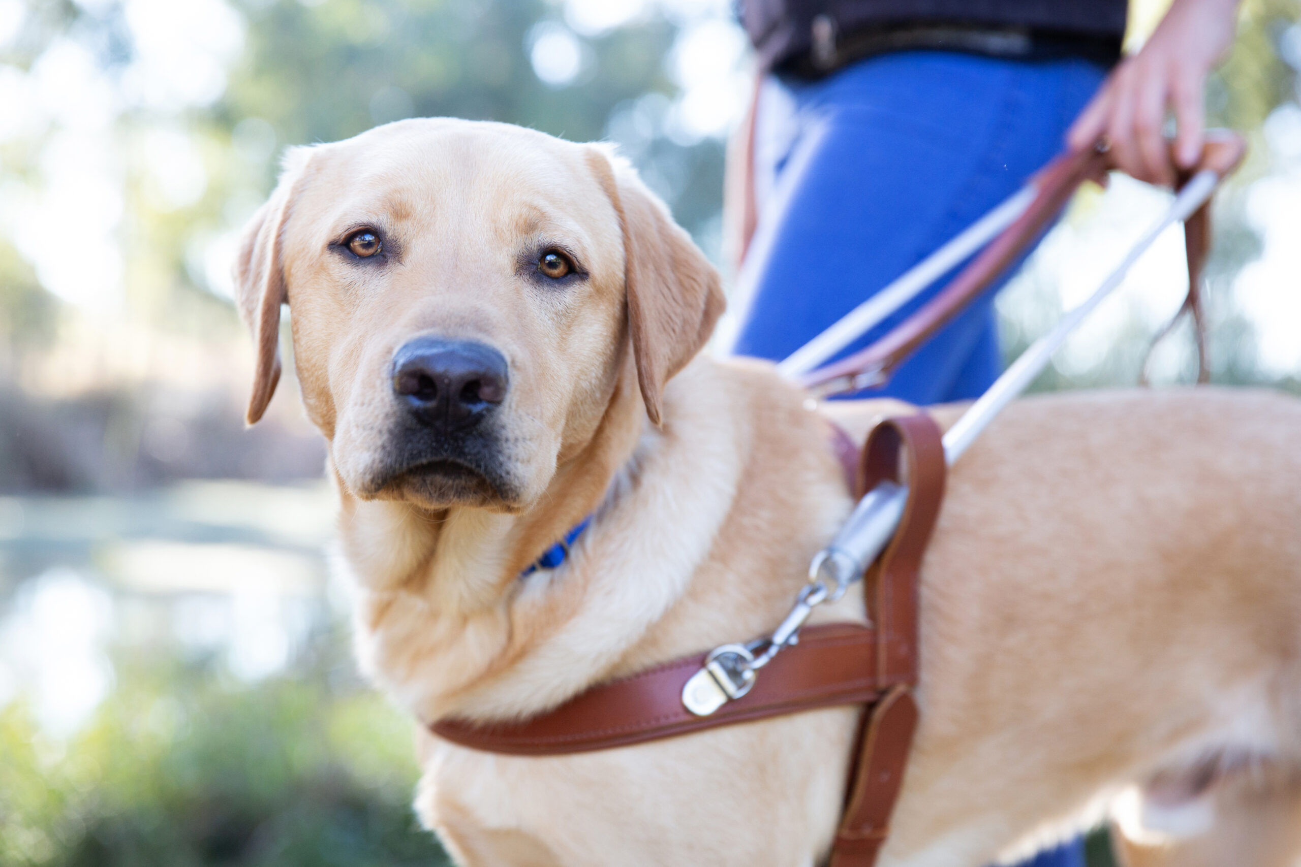 Ambassadors - Guide Dogs Victoria