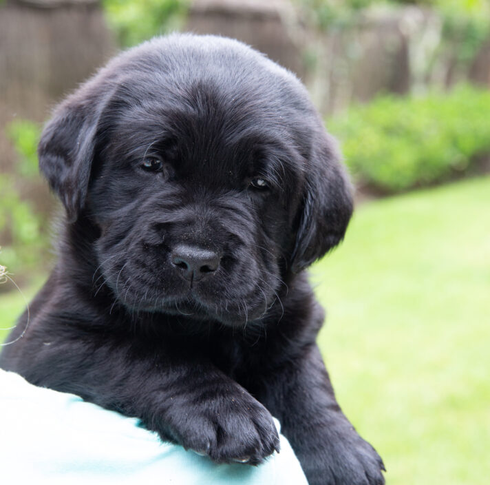 Contact us - Guide Dogs Victoria